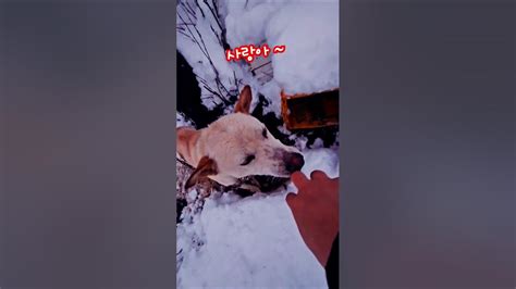 주인 잃고 슬픈 사랑이 첫눈 내리던 날 사랑이한테 가보았습니다ㅠㅠ 에구 🙊 Youtube