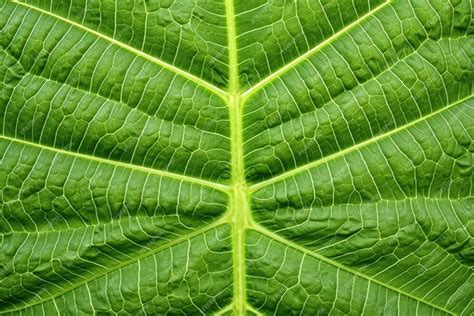 Premium Photo Texture Of A Fresh Fiddle Leaf Fig