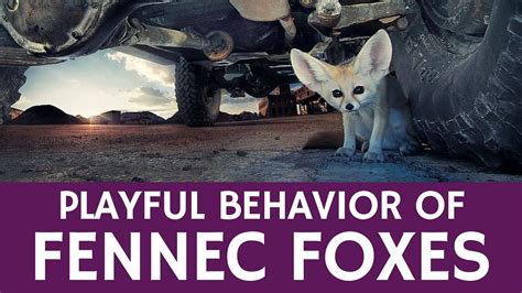 Fennec Foxes Social Animals With Playful Behavior Pet Facts For