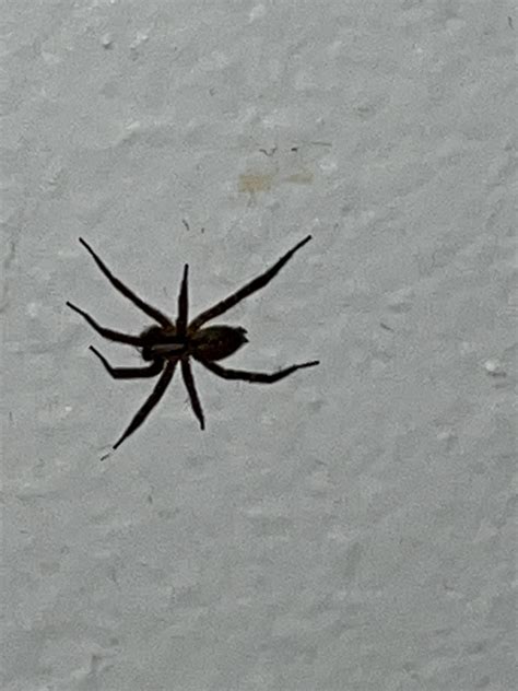 Spider Identification Rflagstaff