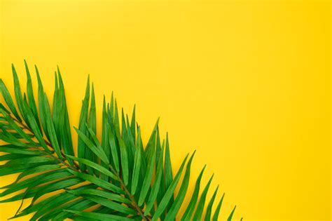 파스텔 노란색 종이 배경에 녹색 열대 잎의 창조적 인 레이아웃 복사 공간 최소한의 여름 이국적인 야자수 잎 개념 맨 위 보기 플랫 레이 0명에 대한 스톡 사진 및 기타