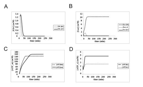 The Kinetics Of Glucose Utilization Lactate Production And Atp