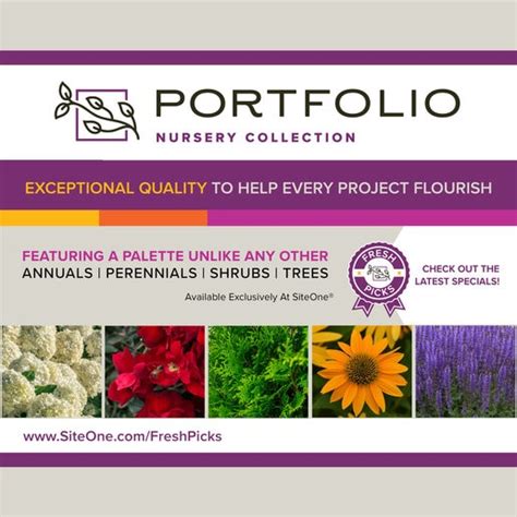 Buddleia Davidii Dapper Lavender Portfolio Butterfly Bush Siteone