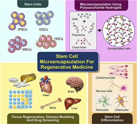Microencapsulation Of Stem Cells Using Polysaccharide Based Hydrogels Download Scientific