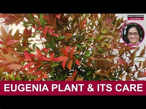 Eugenia Plant And Its Care Youtube
