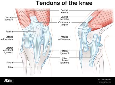 The Knee Joints Ligaments Include The Anterior Cruciate Ligament Acl Posterior Cruciate