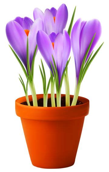 НУШ Ілюстративний матеріал для оформлення класу «Весняний кошик з пролісками Ілюстрації