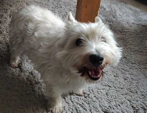 Meet Lucky Shes The Cutest When Shes Happy Scrolller