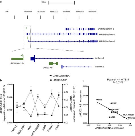 Autoregulation Of Jarid2 Through Prc2 Interaction With Its Antisense