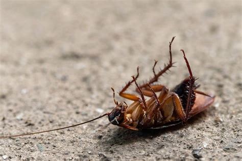 Berita Mengusir Kecoa Dari Rumah Terbaru Hari Ini Grid Id