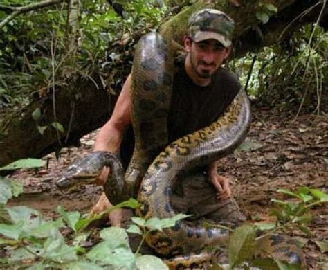 Американский ученый скормил себя анаконде — Сообщество «Это интересно ...