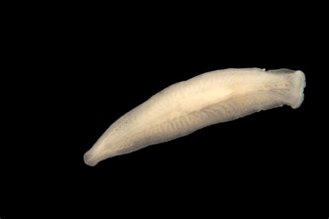 Bdelloura Candida