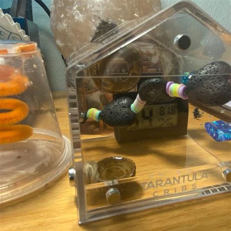 Jumping Spider Magnetic Acorn Ledge Hide Multiple Style Etsy