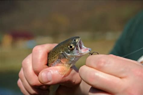 Best Hook Size For Trout Pro Tips On The Best Trout Hook Size