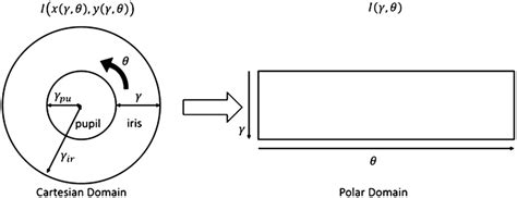 daughman s rubber sheet normalisation model download scientific diagram