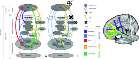 Detailed Subcortical Projection Pathways In A Hierarchical Network Download Scientific Diagram