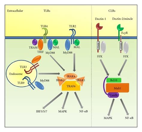 Signal Pathway Activation By The Main Tlr And Clr Receptors That Detect Download Scientific