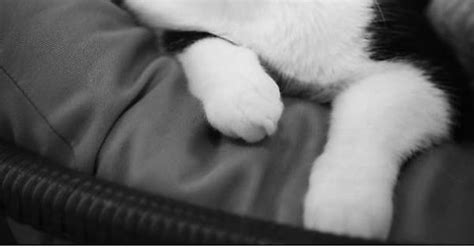 Cats Imgur Cats Imgur