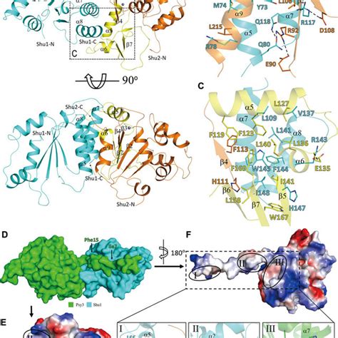 Interactions At The Protein Protein Interfaces A Overall Structure