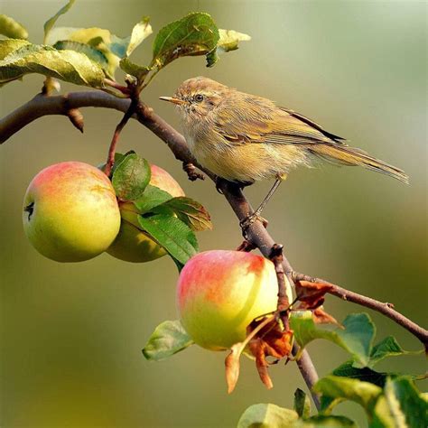 Colorful Bird On Apple Tree Branch