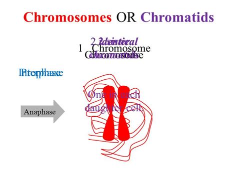 2 Sister Chromatids Chromosomes Or Chromatids Replicationanaphase 1