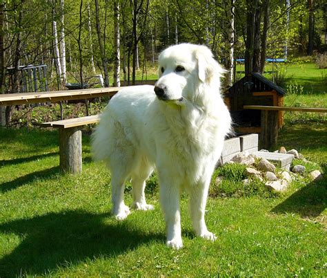 White Pyrenean Mountain Dog