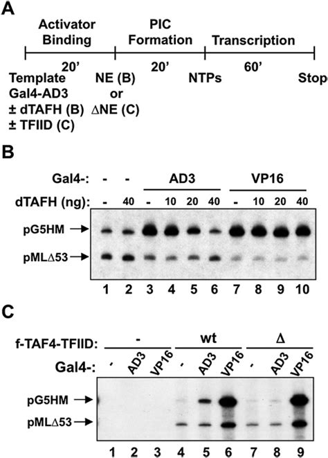 Transcriptional Activation By Heb Ad3 Is Dependent On The Taf4 Dtafh