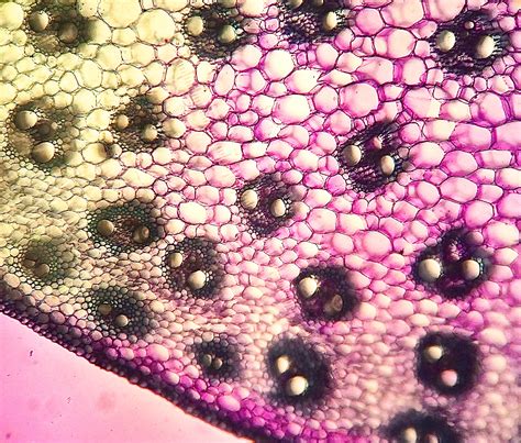 Jan Xues Corn Stem Cross Section Biolapbi 210 Lab Information