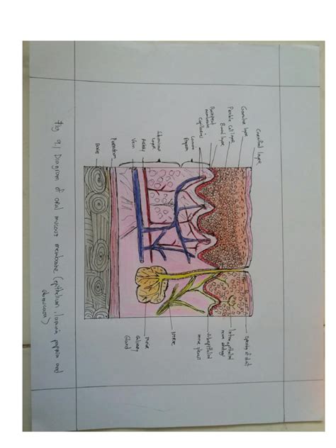 Oral Histo Lab Converted 1 Pdf