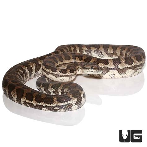 2014 Female Coastal Het Axanthic Carpet Python Morelia Spilota Mcdowelli For Sale Underground