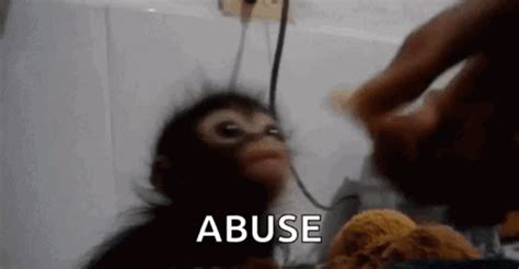 Monkey Monkey Eating Gif Monkey Monkey Eating Cute Monkey Discover Share Gifs