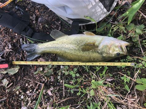Species Classic 10 Largemouth Bass