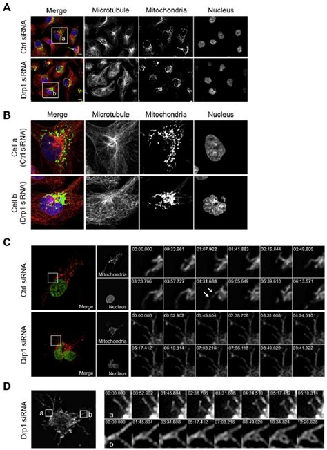Loss Of Drp1 Induces Mitochondrial Aggregation Around The Microtubule Download Scientific