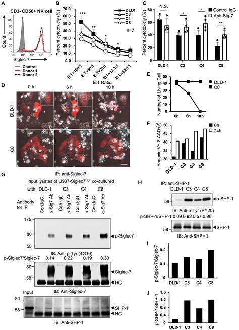 Bidirectional Signals Generated By Siglec 7 And Its Crucial Ligand Tri Sialylated T To Escape Of