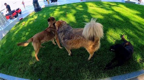 Уличные собаки в Ялте Набережная Ялты 30 июля 2021 Крым Жизнь в Ялте Youtube