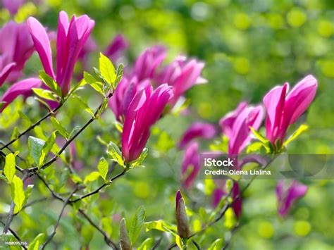 목련 꽃은 분홍색 보라색 꽃을 피우고 녹색 바탕에 튤립 나무를 피운다 0명에 대한 스톡 사진 및 기타 이미지 0명 개화기