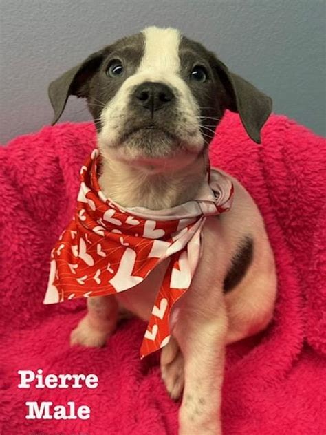 Adopt Garth Brooks Today Find Paw Pal