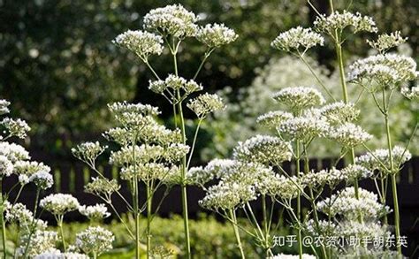 中药材当归生根肥哪个牌子好？当归壮根肥什么时候施肥？当归根茎块膨大素根小子！ 知乎