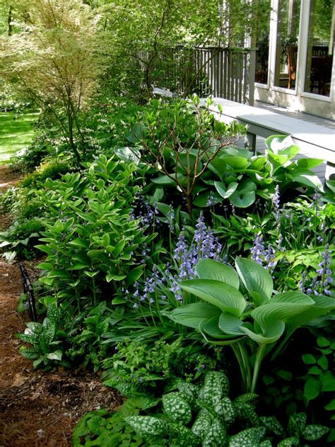 2406 Best Shade Gardens Images On Pinterest Gardening Shade Flowers And Shade Plants