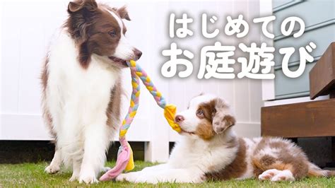 出会って1週間とは思えないほど仲良しな先住犬と生後2ヶ月の子犬【はじめてのお庭遊び】 Youtube