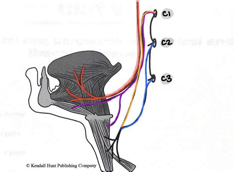 Hypoglossal Nerve Diagram Quizlet