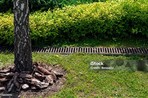 나무 줄기 껍질과 뿌리 덮개 햇빛에 의해 조명 식물 중 공원에서 빗물 배수 시스템과 뒤뜰 정원에서 녹색 잔디와 덤불 잔디에 분지
