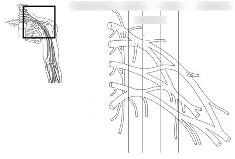 Brachial Plexus Diagram Diagram Quizlet