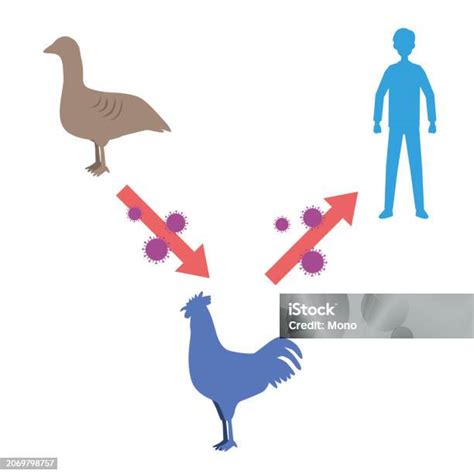 조류 인플루엔자의 이미지 일러스트레이션 0명에 대한 스톡 벡터 아트 및 기타 이미지 0명 A형 인플루엔자 바이러스 아형 H7n9 닭 Istock