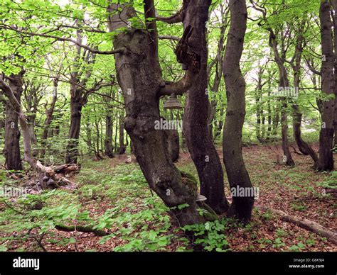 Twisted Trunks Hi Res Stock Photography And Images Alamy