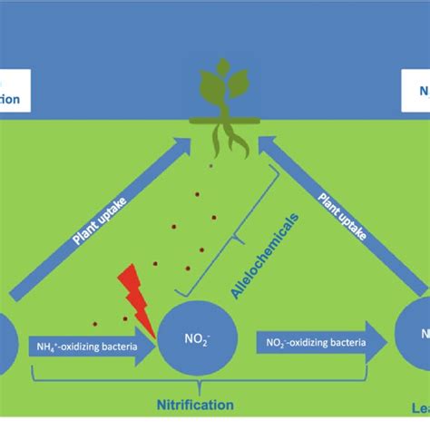 Pdf Allelopathy Current Trends And Future Applications