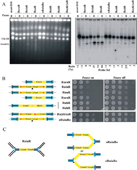 Fork Arrest At Inverted Repeats Also Results In Large Palindromic Download Scientific Diagram