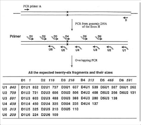 Schematic Of Overlapping Pcr And Sscp Fingerprinting A 1000 Bp Genomic Download Scientific