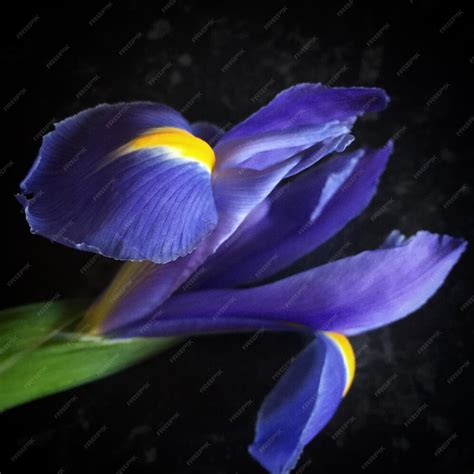 Premium Photo Close Up Of Iris In Field