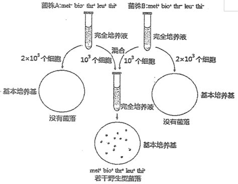 题目 大砀杆菌有许多菌株 野生型菌株在普通培养基中就能成活 菌株A me bio thr leu thi 需要在基本培养基中补充甲硫氨酸
